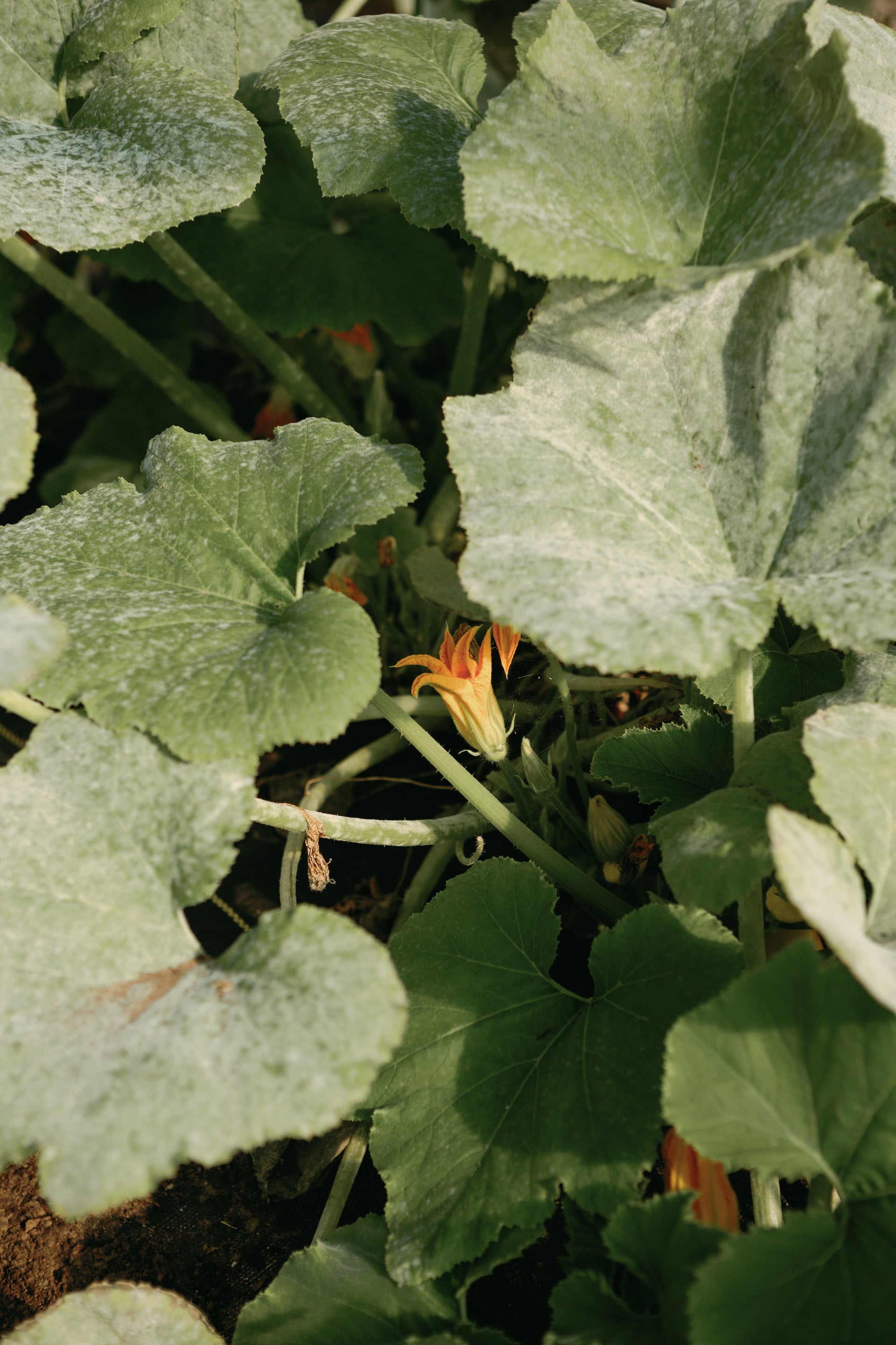 5 Mini Lessons From the Ritual of Gardening – GOODLAND