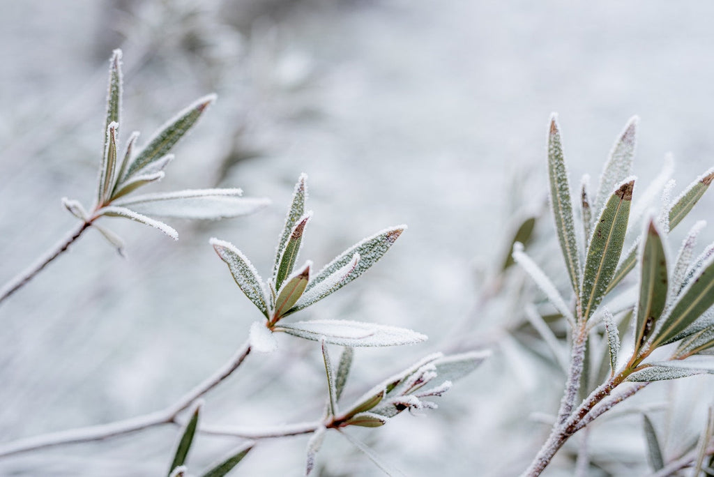 How to Winterize Your Garden Hose | Using and Storing Your Hose – GOODLAND